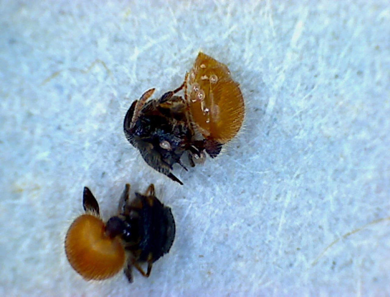 Ameisen & Insekten mit Milbenbefall